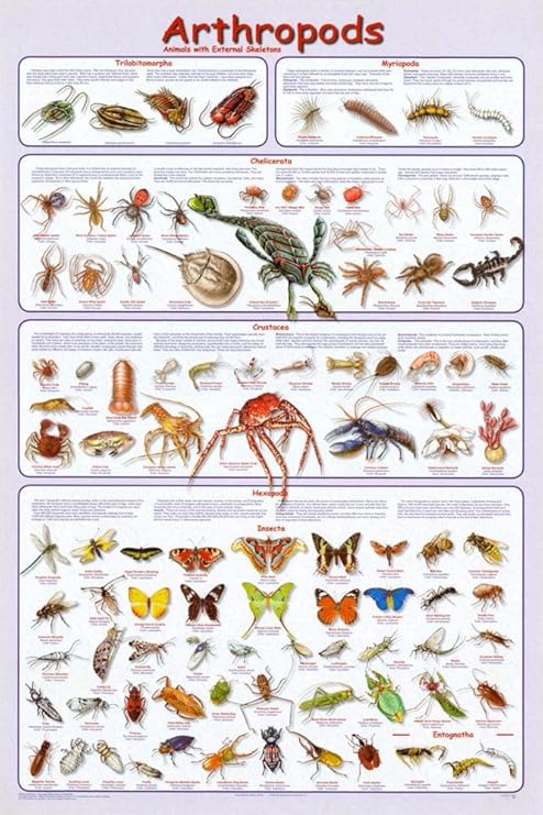 Arthropods Insects Educational Science Chart Poster Poster Print, 24x36 ...