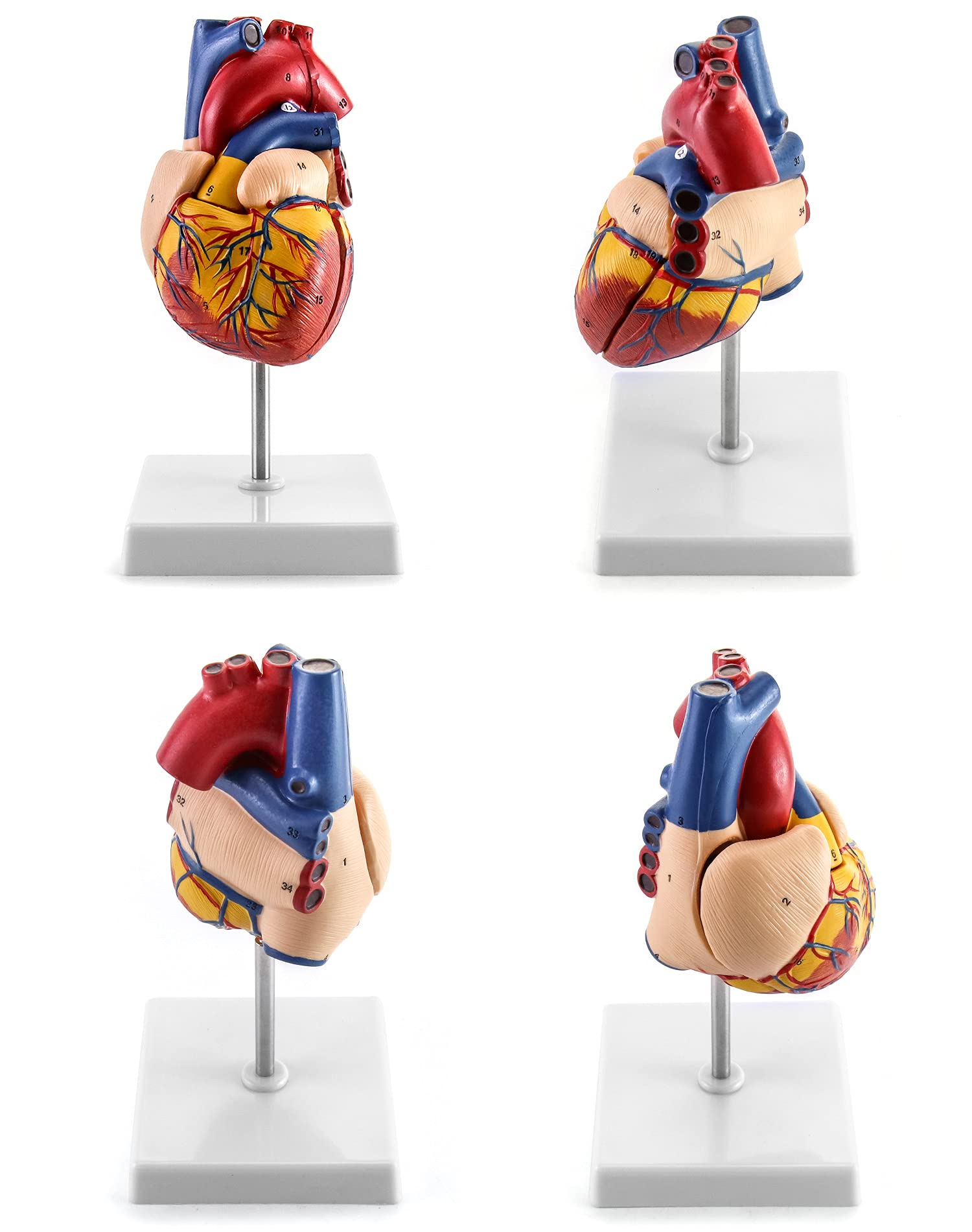 Mua QWORK Human Heart Model, Anatomically Accurate Numbered 2-Part Life ...