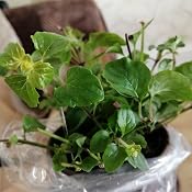 Indian Mint Satureia douglasii mint scented trailing herb basket plant ...