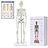 NLShan Human Skeleton Model for Anatomy: Scientific Model with Movable ...