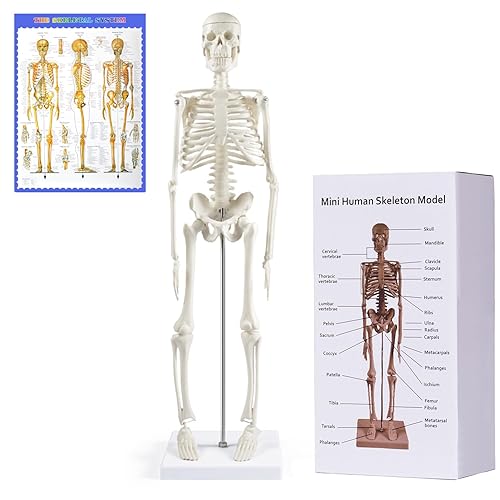 NLShan Human Skeleton Model for Anatomy: Scientific Model with Movable ...