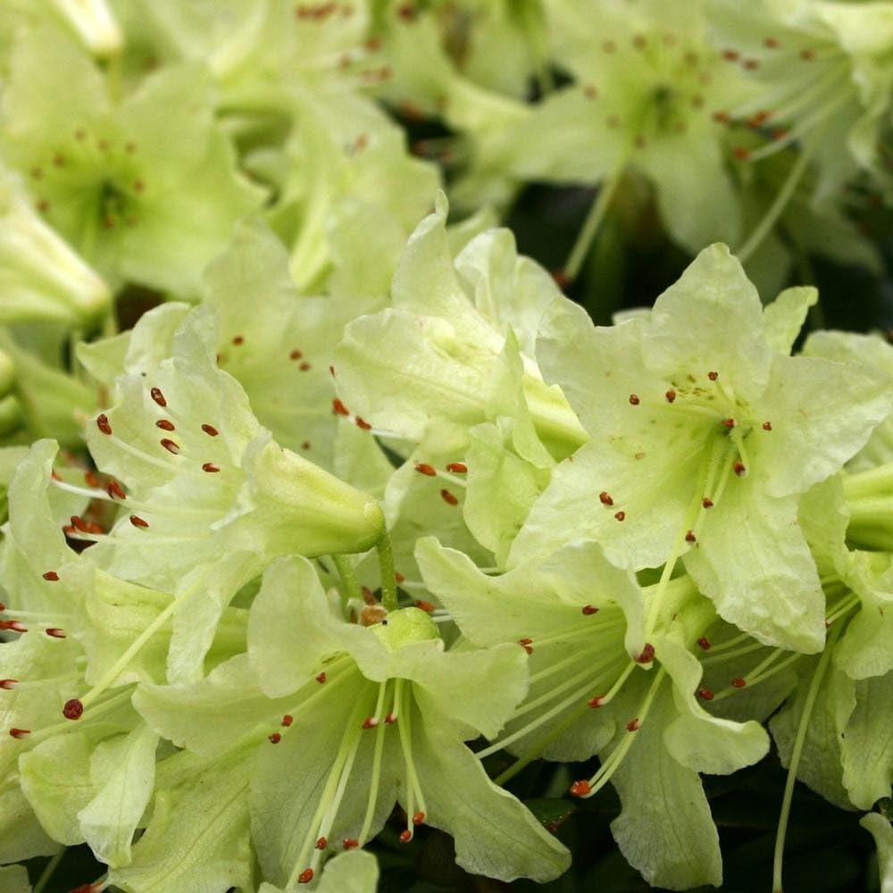 DWARF RHODODENDRON - SHAMROCK -GROWN IN 9cm POT SHRUB TREE EVERGREEN ...