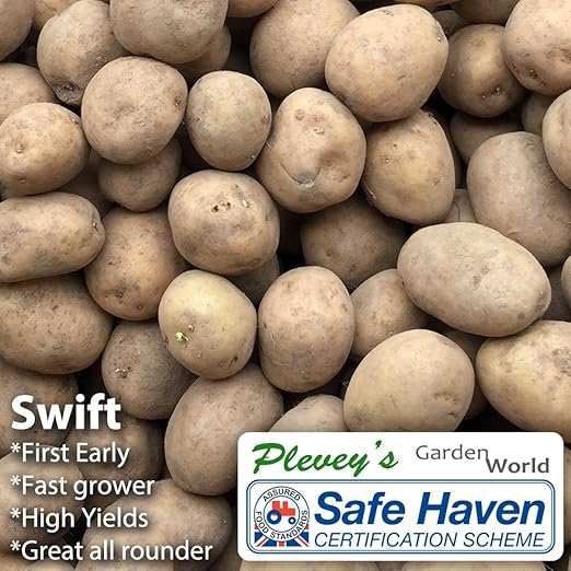 Swift First Early Seed Potatoes - 5, 10 and 15 Tuber packs (10): Amazon ...