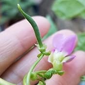 Amazon.com : Winged Beans -Dau Rong;Tour-Poo (Psophocarpus ...