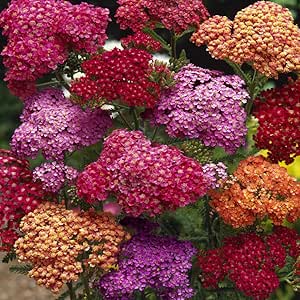 Amazon.com : Outsidepride Achillea Yarrow Summer Berries Flower Seed ...