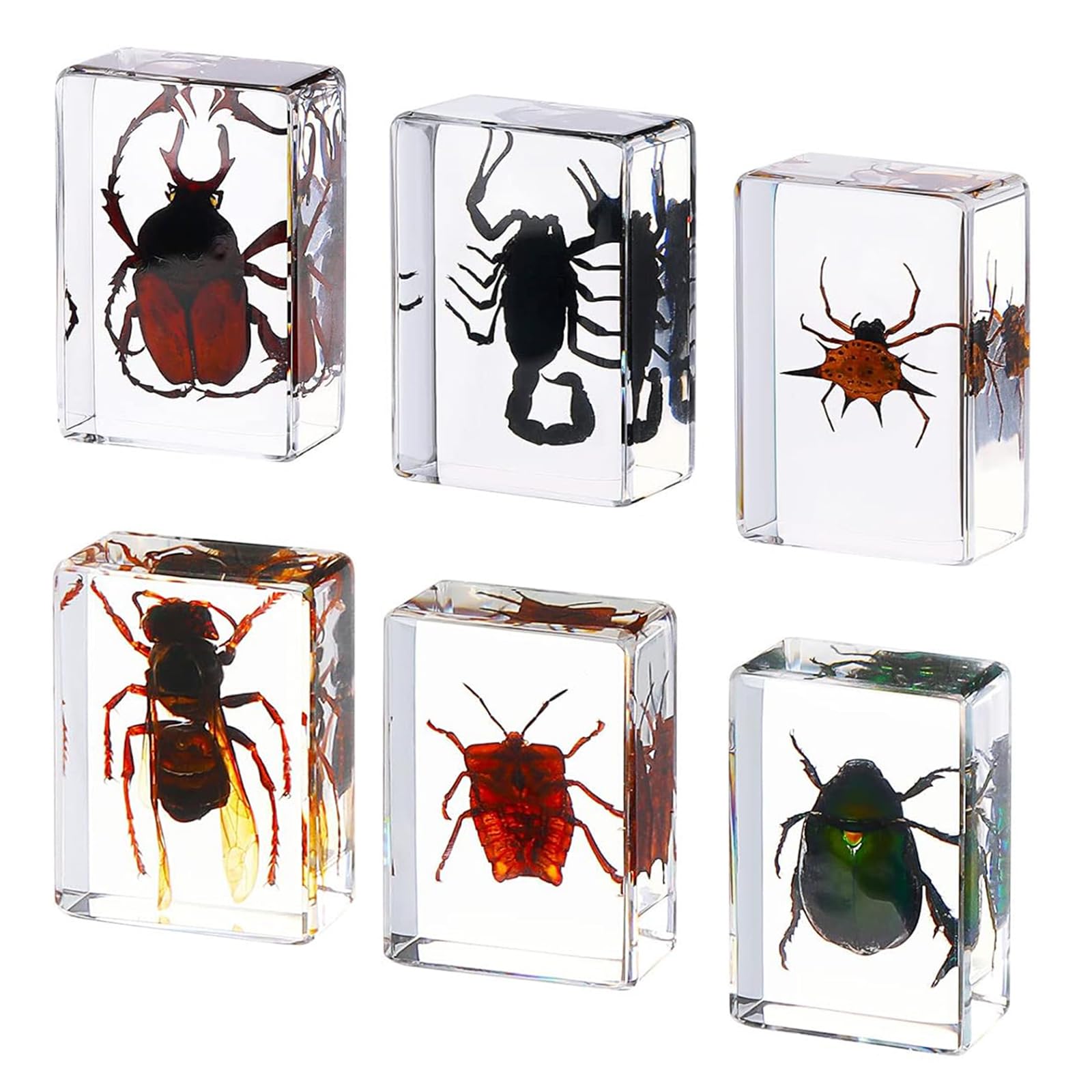 Insects In Paperweights at Callum Grenda blog