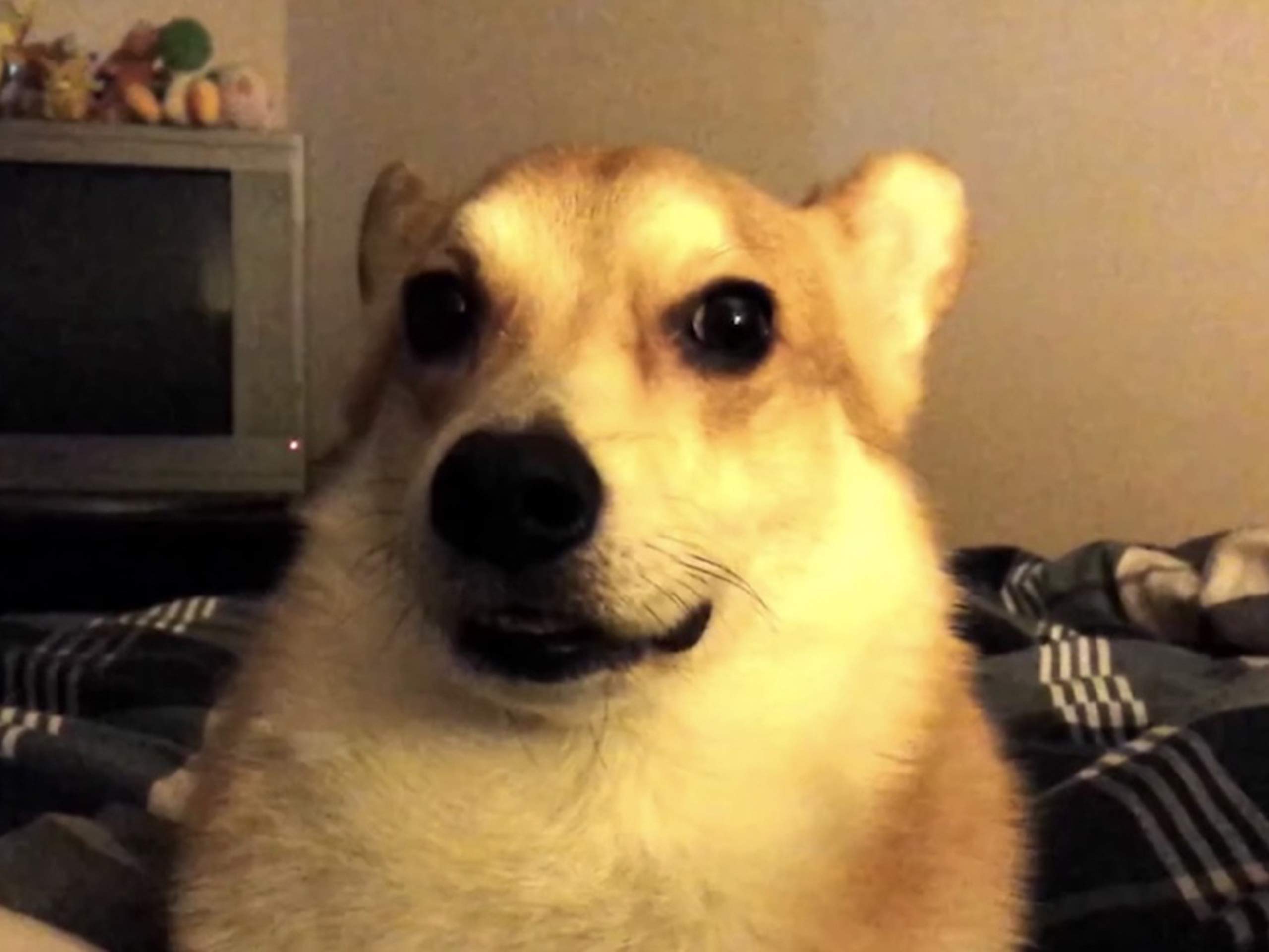 Watch Pet Collective - Season 1 | Prime Video