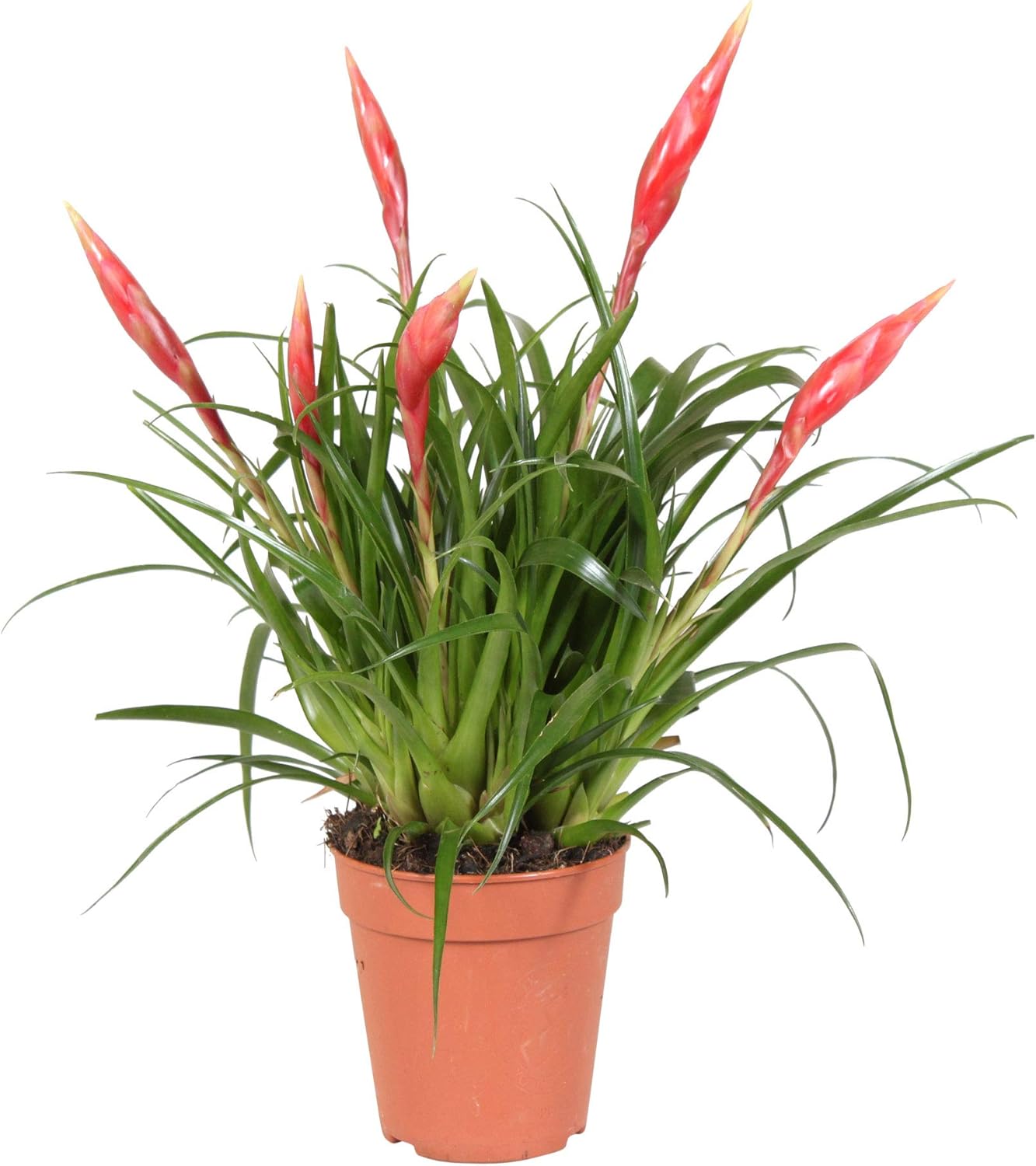 Vriesea multiflora"Astrid" | Rote Blüte | Höhe 40-45cm | Topf-Ø 12cm ...