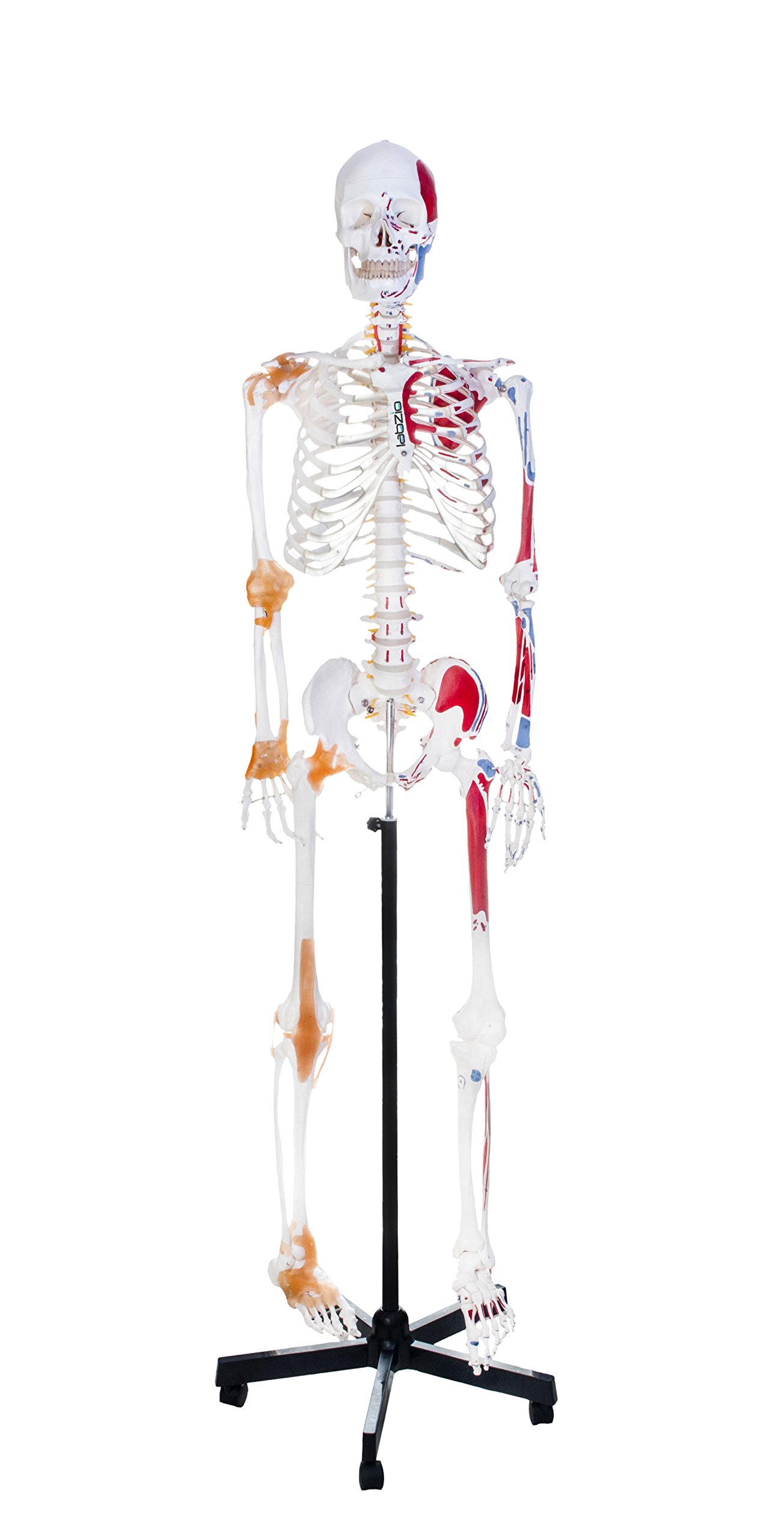 Buy LABZIO Fibrous Premium Human Skeleton Model 170cm Showing Spinal
