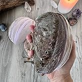 Amazon.com : Abalone Shell/Lion’s Paw Shell/Scallop Shell Journal, 30 ...