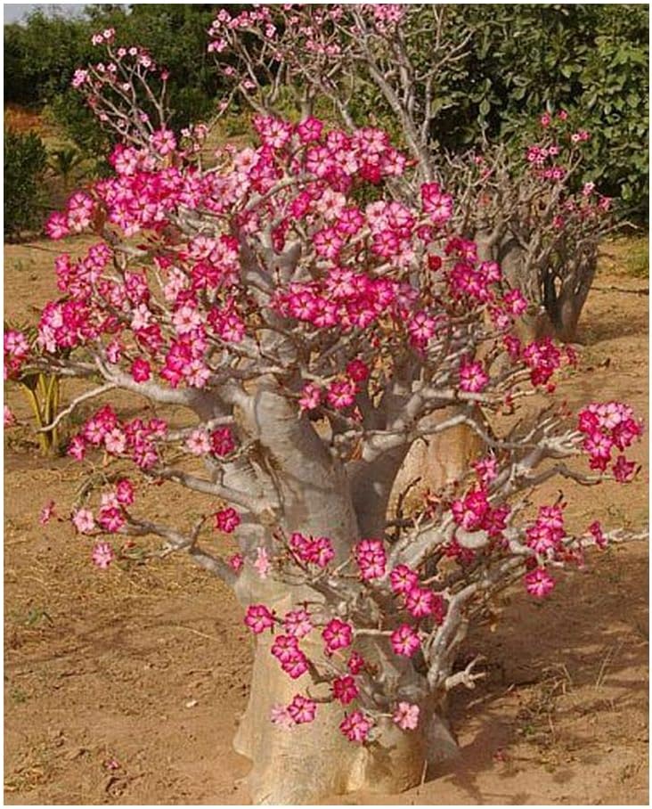 Exotic Plants Adenium obesum - Rosa del Desierto - Adenio - 3 Semillas ...