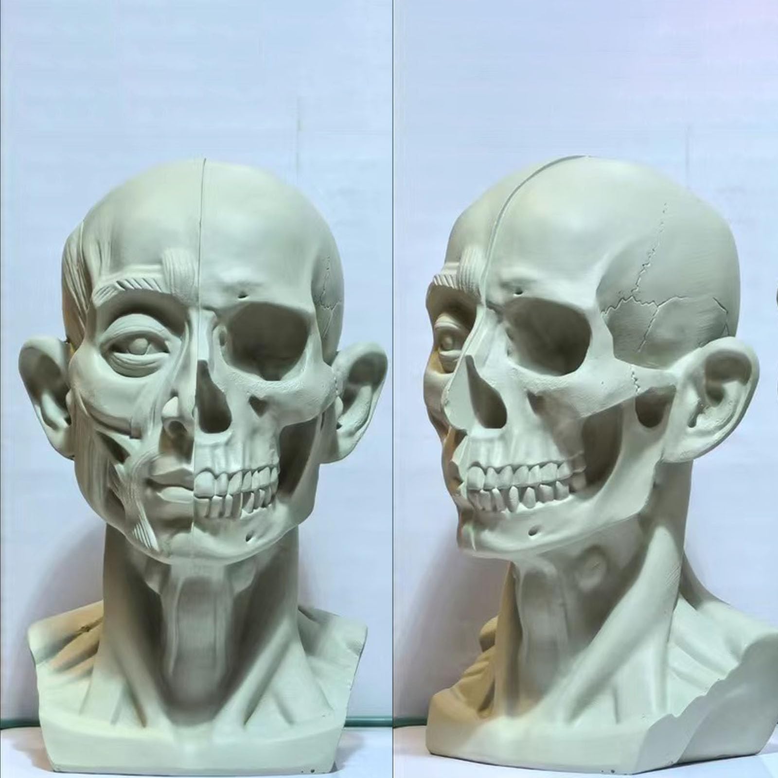 Mua Generic Small Head Skull Model Anatomy, Anatomical Muscle Bone ...