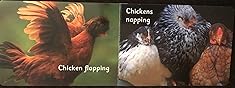Busy Chickens (A Busy Book): Schindel, John, Holt, Steven ...