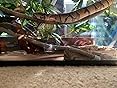 Amazon.com : EONMIR 8-Foot Reptile Vines, Flexible Jungle Climber Long ...