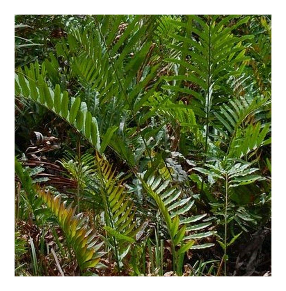 Acrostichum aureum - Golden Leather Fern - Mangrove Fern - 10 Seeds ...