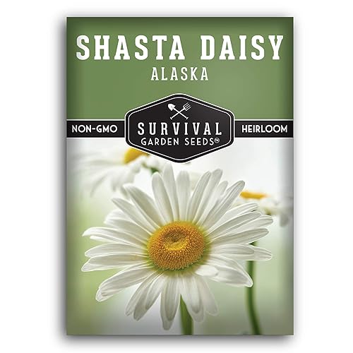 Shasta Daisy Seed for Gardening - Packet with Instructions to Plant ...