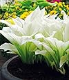 Amazon.com : White Feather Hosta - UNBELIEVABLE/RARE/NEW - Bareroot ...