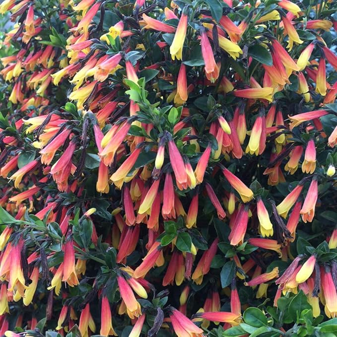 Jacobinia Pauciflora Brazilian Fuchsia Justicia rizzinii Tender Shrub ...