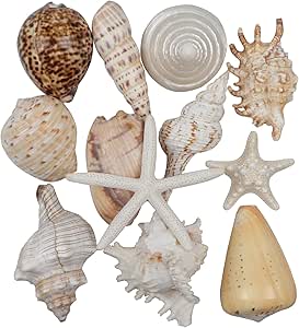 Amazon.com: 12 PCS Large Seashells Mixed Beach Sea Shells and Ocean ...