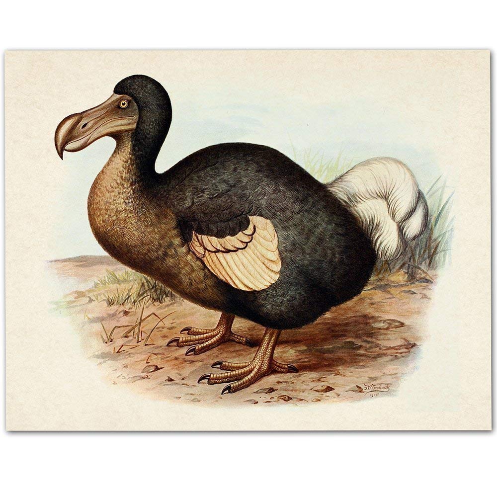Amazon.com: Dodo Bird - 11x14 Unframed Art Print - Makes a Great Gift ...