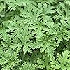 1500 Citronella Plant Seeds Citronella Plant Seeds Home Heirloom Garden ...