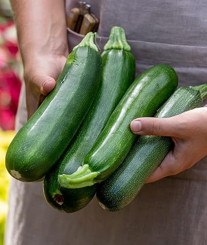 Burpee Fordhook Zucchini Summer Squash Seeds 50 seeds in Oman | Whizz ...