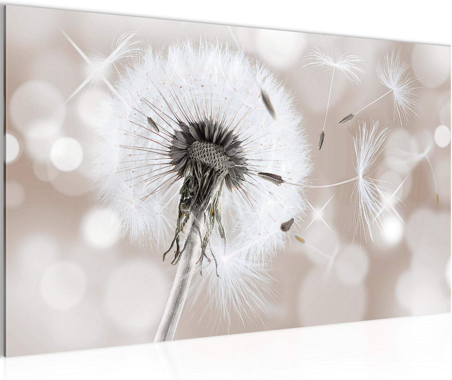 Amazon.de: Bilder Blumen Pusteblume Wandbild 70 x 40 cm Vlies ...