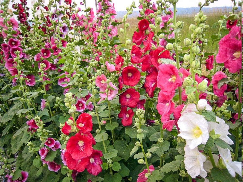 Mixed Colors Hollyhock Flower Seeds – Long Blooming Period in All Zones ...