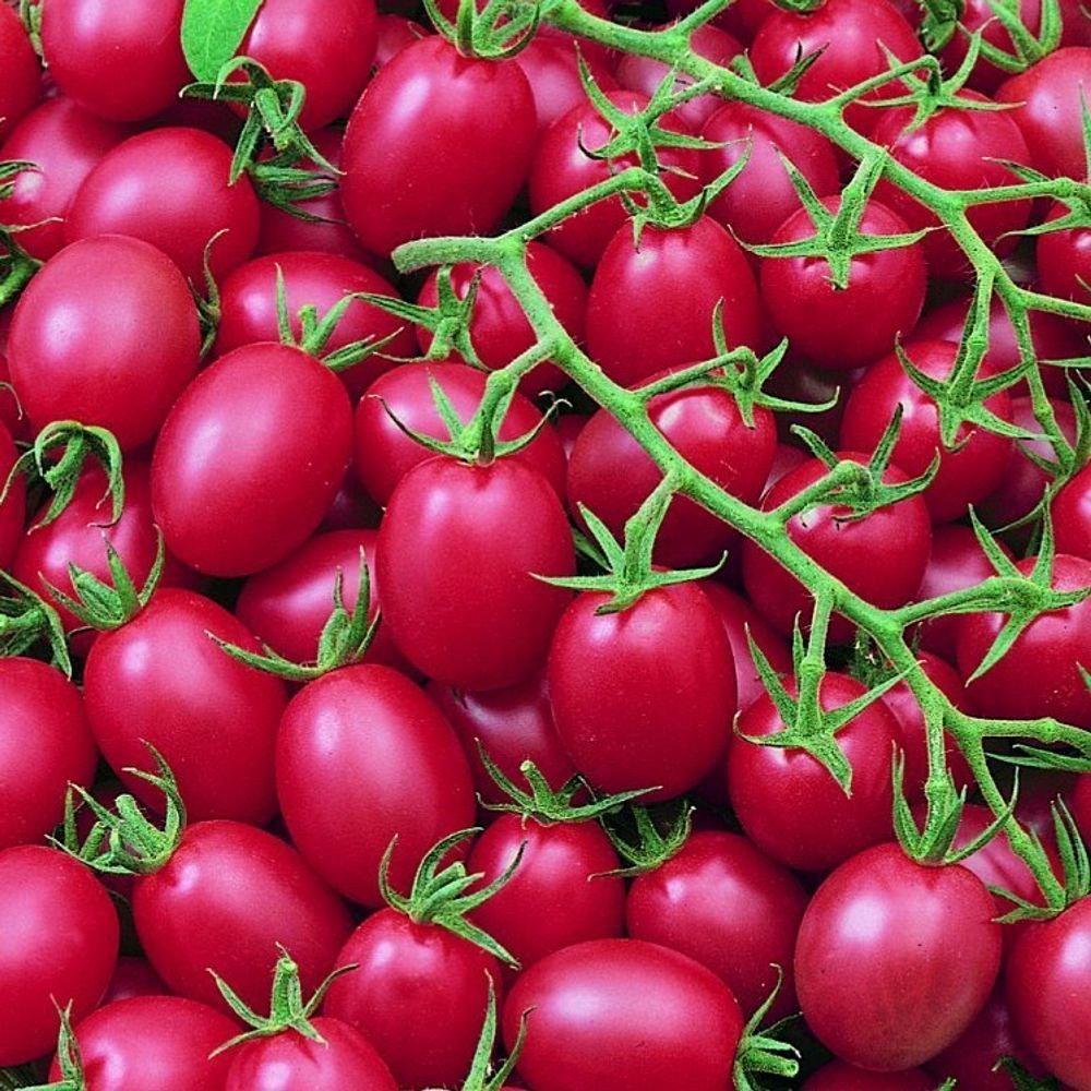 Cherrytomate - Tomate - Pink Grape - sehr ertragreich - süß - 20 Samen ...