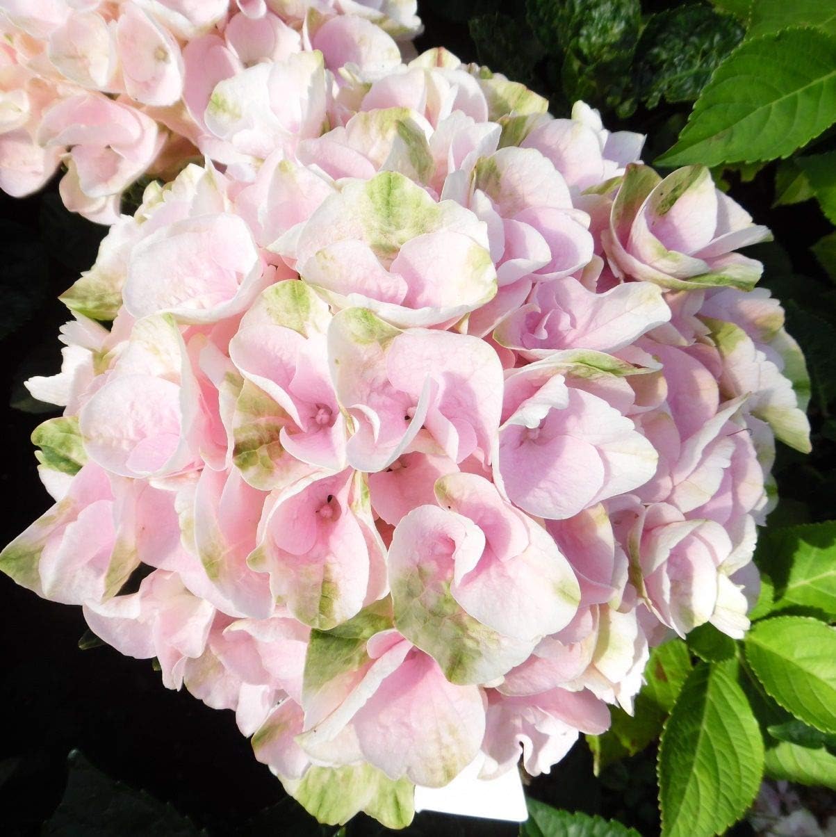 Mixed Blue Hydrangea Seeds 50, Fast Growing Shrub, Giant Snowball ...
