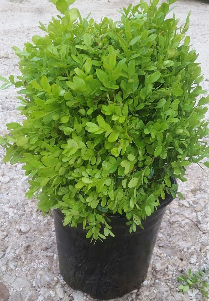 Amazon.com : Dwarf English Boxwood Aka Buxus S. 'Suffruticosa' Live ...
