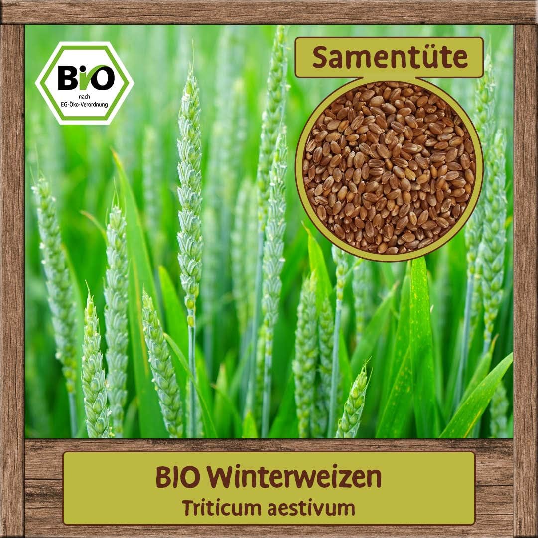 BIO Weizen Samen Sorte Winterweizen (Triticum aestivum) Blumensamen Weizen Saatgut: Amazon.de ...