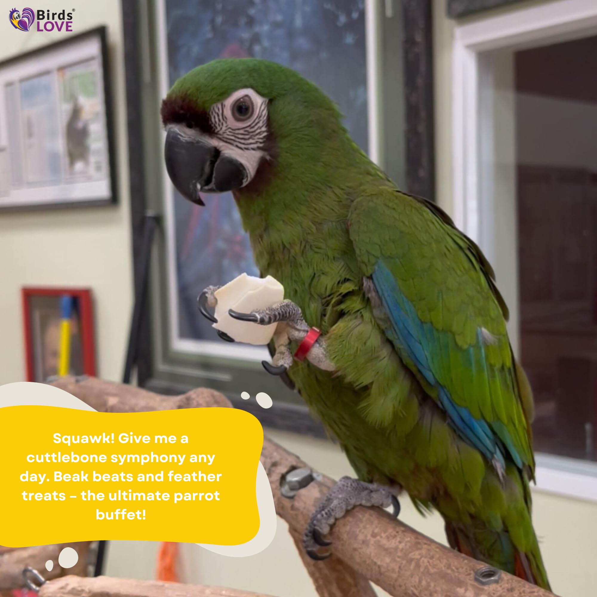 Mua Birds LOVE Natural Cuttlebone – Premium Calcium for Cockatiel ...