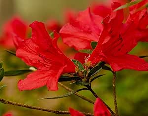 Amazon.com : Red Formosa Azalea ( southern indica ) - Full Gallon ...