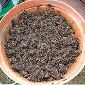Premium Professional Compost 40L: Amazon.co.uk: Garden & Outdoors