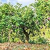 Mango Tree - Live Fruit Tree in a 3 Gallon Pot - Mangifera Indica ...