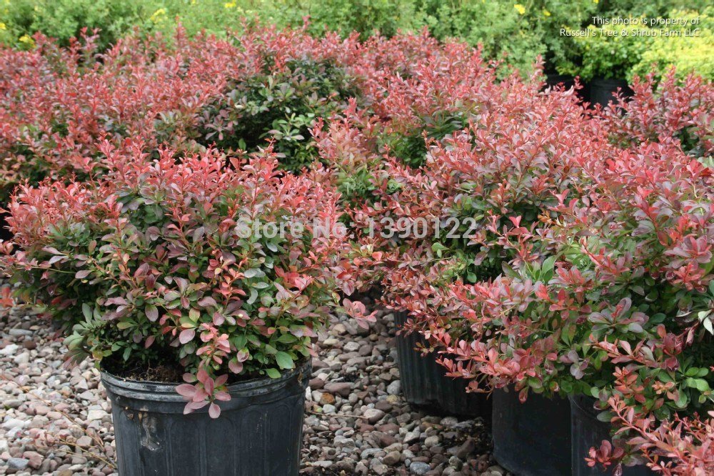 Amazon.com : 100pcs Red Barberry Berberis Thunbergii Seeds Ornamental ...