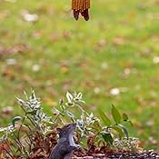 Amazon.com : Songbird Essentials SQUD Squngee Bungee Cord, Green ...