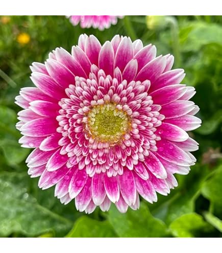 Ramo De Margaritas Gerberas Moradas Vivas Amazon.com: 2 Plantas De