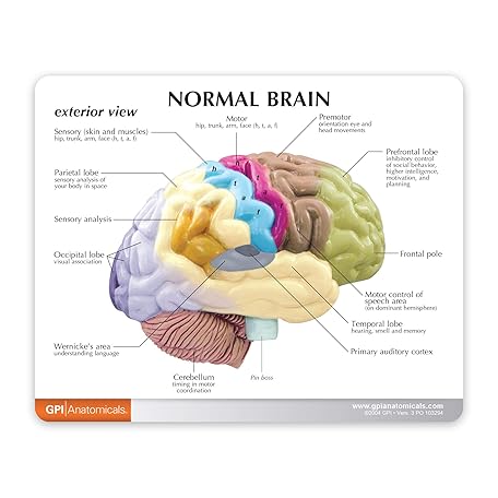 Mua GPI Anatomicals - Half Brain Model, Normal Right-Half Brain with ...