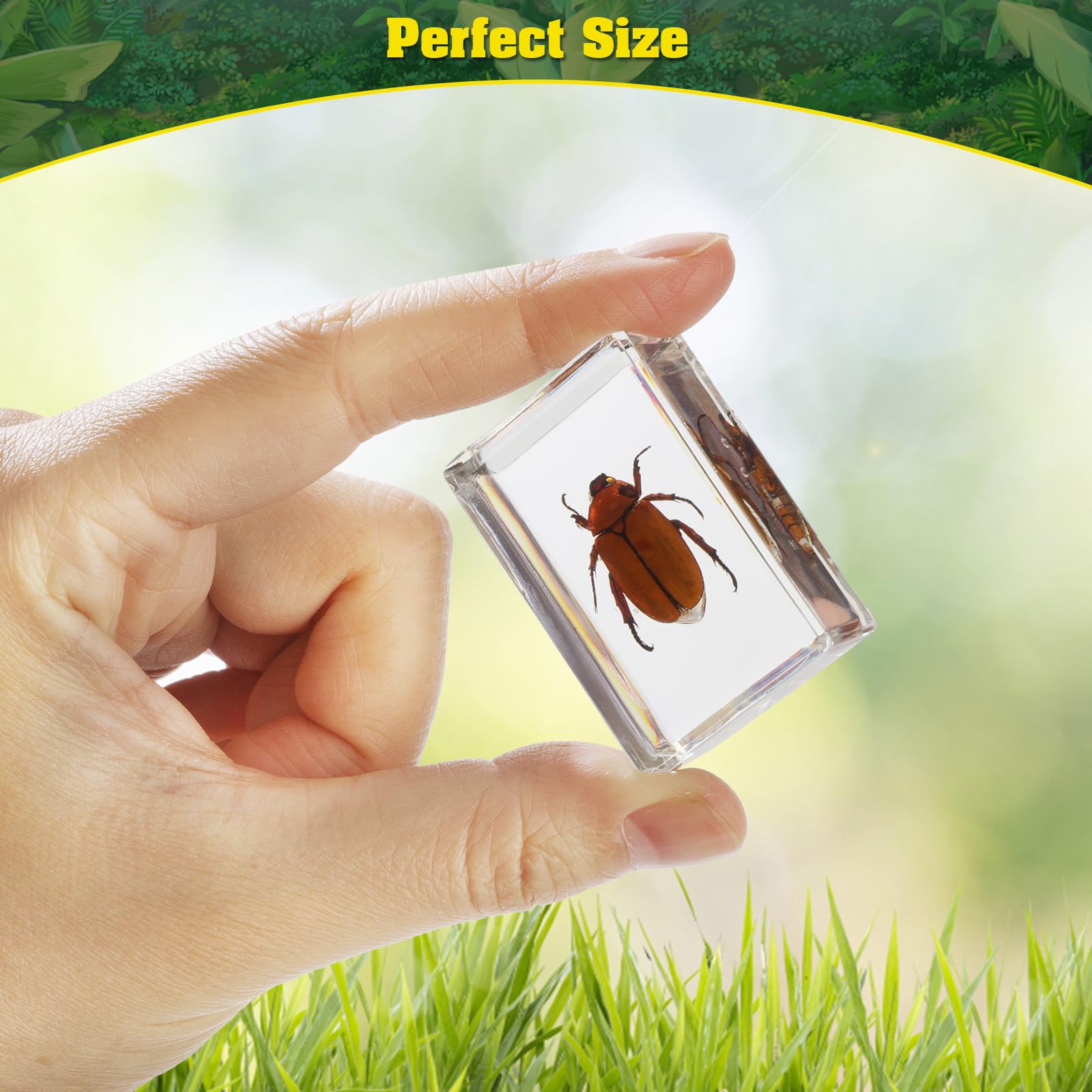 Mua 15 insect specimens,Real Specimens of Various Butterflies and ...