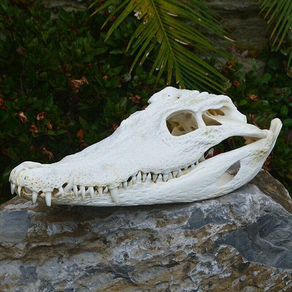 XIEZI Anatomical Model Real Crocodile Skull Amphibians Reptile ...