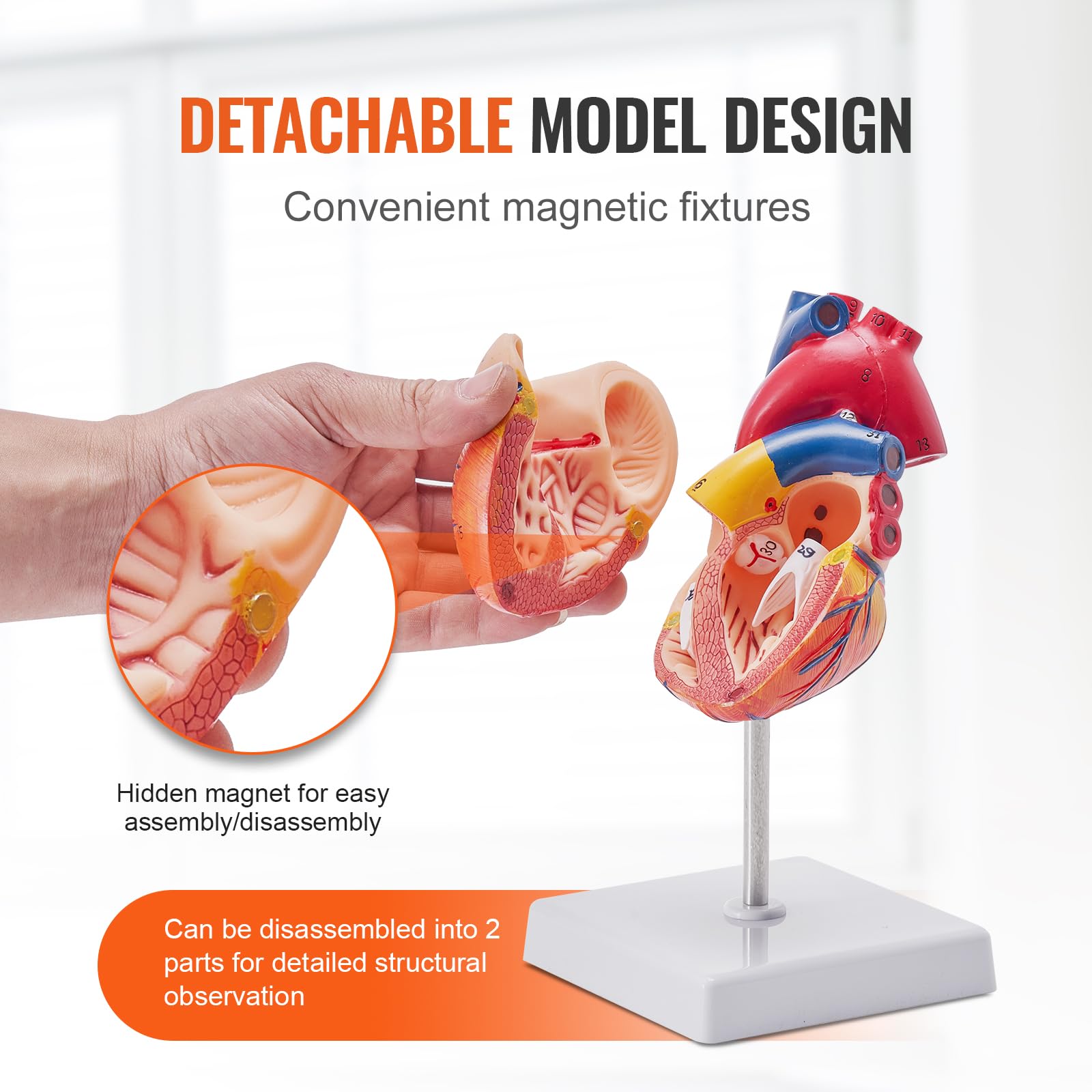 Mua VEVOR Human Heart Model, 2-Part 1:1 Life Size, Anatomically ...