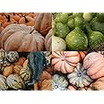 Amazon.com : “Magical Mix” Large Pumpkin and Gourd Mix Seeds – Large ...