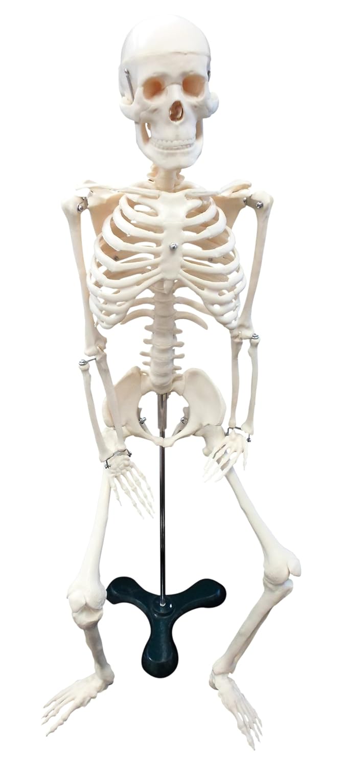 Ajax Scientific Plastic Human Skeleton with Plastic Stand, 18" Height ...