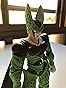 Amazon.com: Bandai Hobby Figure-Rise Standard Perfect Cell "DRAGON Ball ...