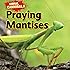 Praying Mantises (Bugs, Bugs, Bugs!): Margaret Hall: 9780736850988 ...