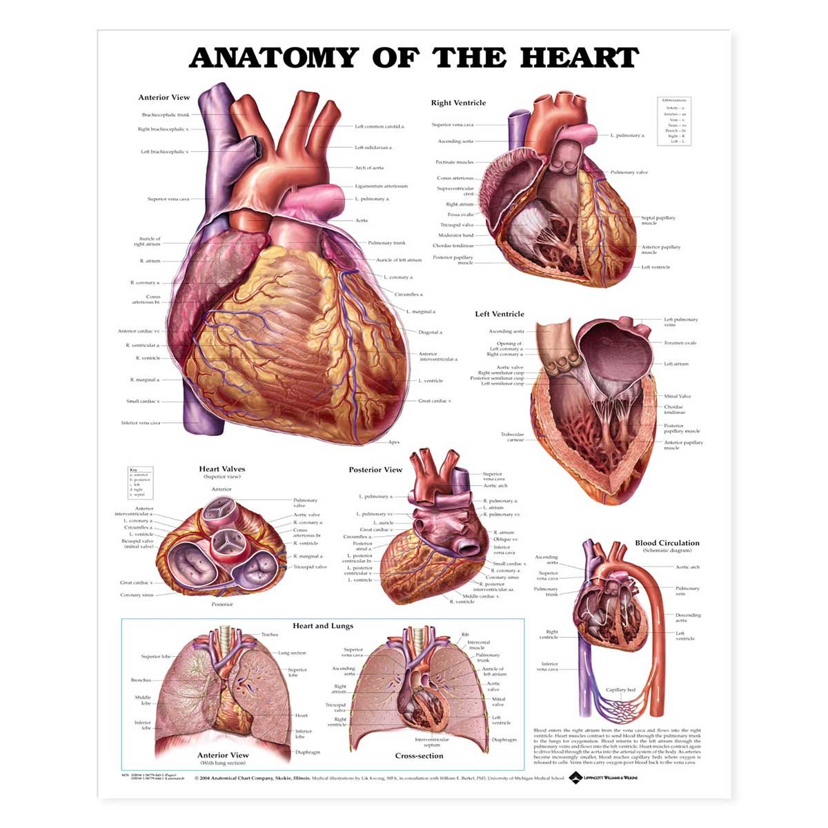 Buy Anatomy Of The Heart Anatomical Chart Paper Unmounted Online At Low Buy Anatomy Of The Heart Anatomical Chart Paper Unmounted Online At Low