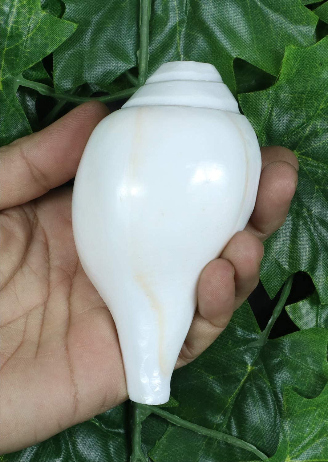 Mua ASHIRWAD Genuine Blowing Shankh Vamavarti Dattatreya - Conch Shells ...