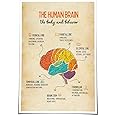 Amazon.com: Greejoeq The Human Brain Poster Mental Health Posters Brain ...